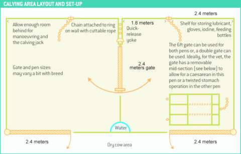Top tips for improving your calving setup | Zirve